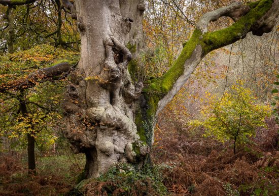 Savernake Forest - Jan-Eric Osterlund